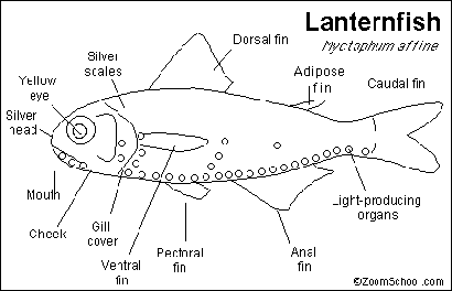 The Fish Portal: Lanternfish