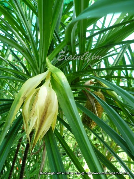 My Tropical Plants Finder: Pandanus sp