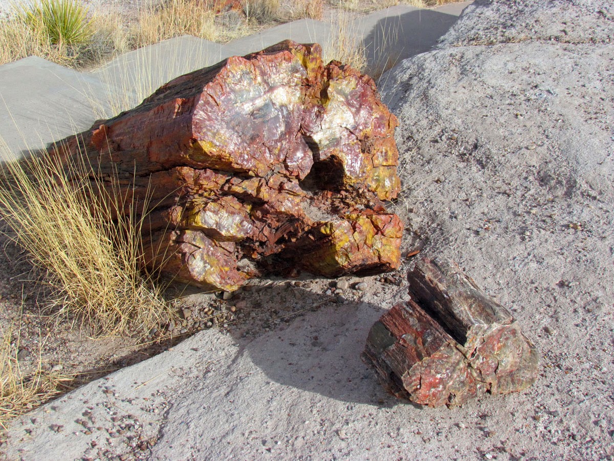 The Agatelady: Adventures and Events: Petrified Forest -- Post 1