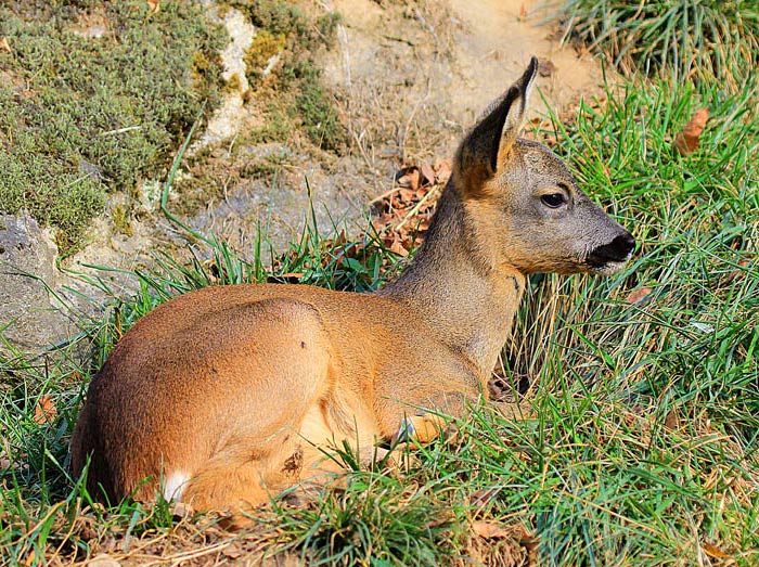 FOTO NATURA HUESCA 2: CÉRVIDO Capreolus John Edward Gray, 1821 косули ...