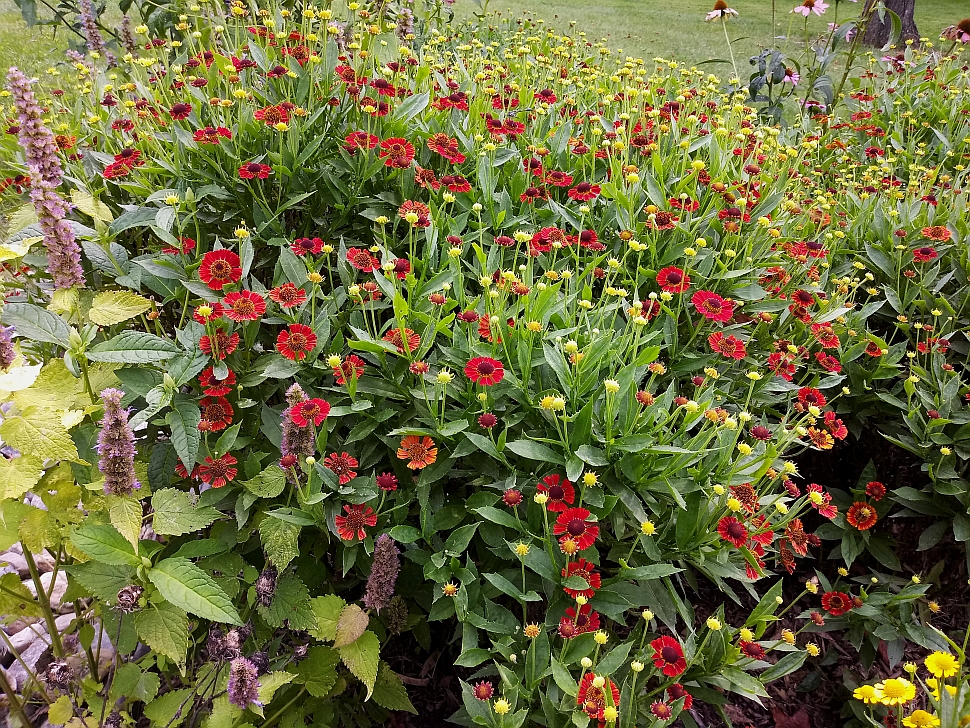 Future Plants by Randy Stewart: Helenium