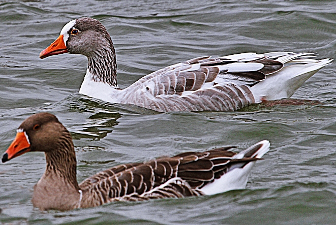 67 Not Out: The Dog Who Can Count Geese