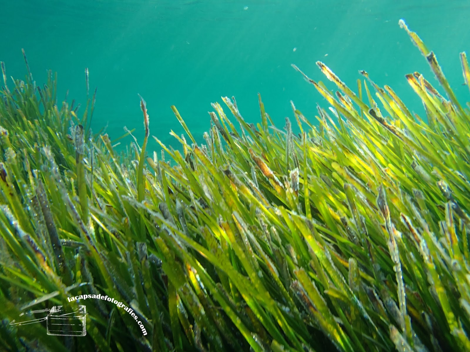 So Many Interesting Things: Long Time Growing