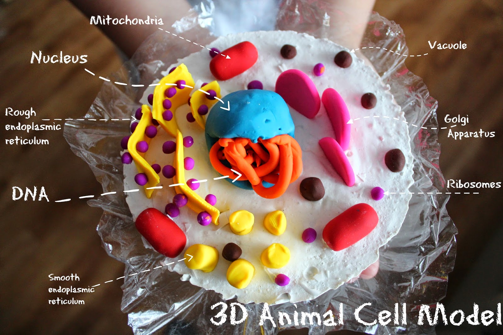Real Animal Cell Model