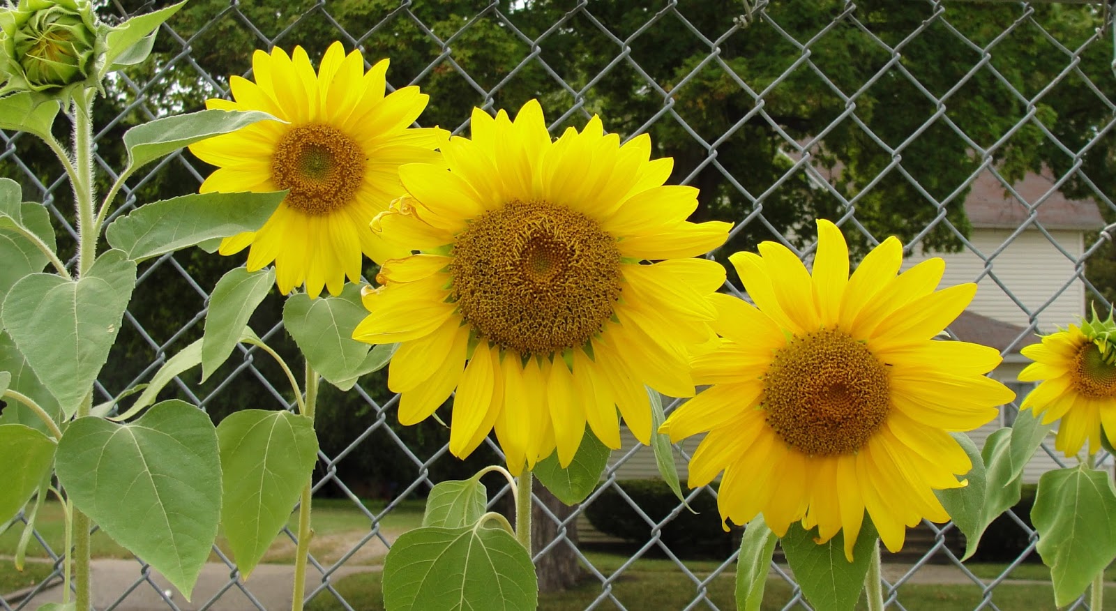 INTO THE VAGUE: September Flowers