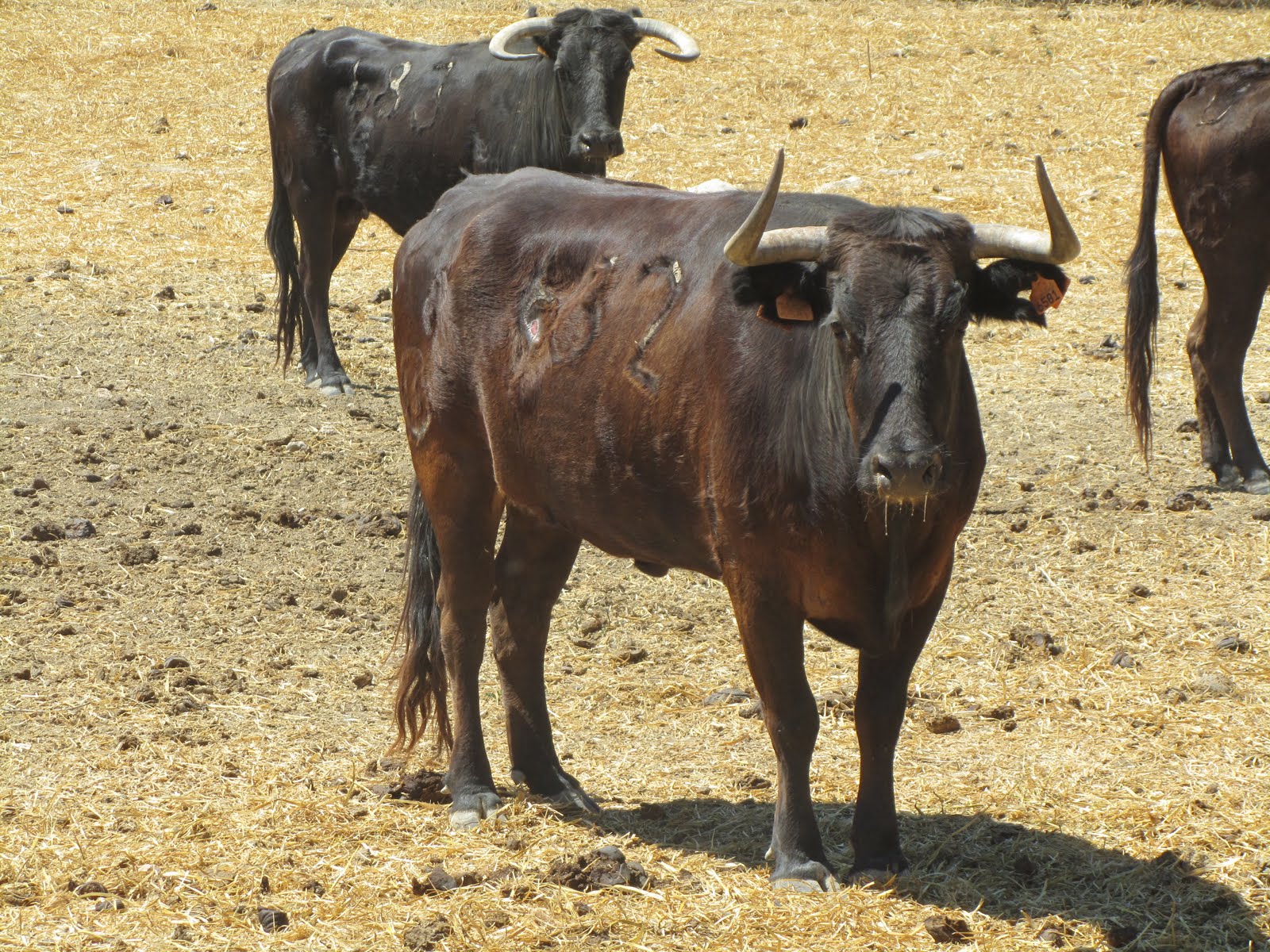 ASOCIACIÓN CULTURAL- TAURINA "PEÑA LA VACA" - GÉNAVE: VACAS DE LA PEÑA ...