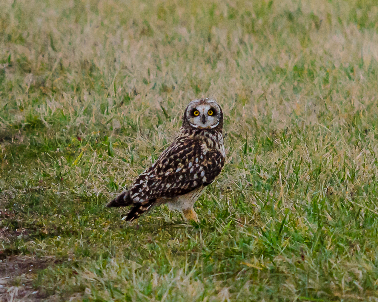On the Subject of Nature: Short-Eared Owls!