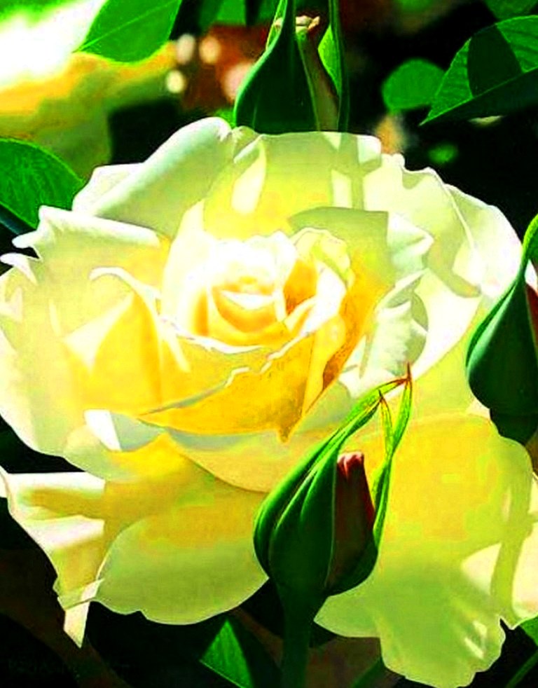 El arte es su máxima expresión : Cuadros de rosas pintadas al óleo