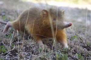 Almiquí de Haití (Solenodon paradoxus)