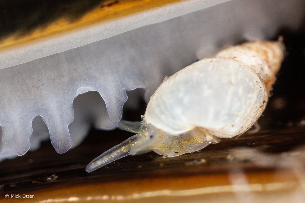 Mick's marine biology: Alive, tiny and interesting: Brachystomia ...