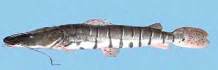 PECES COMERCIALES DE LA AMAZONIA PERUANA