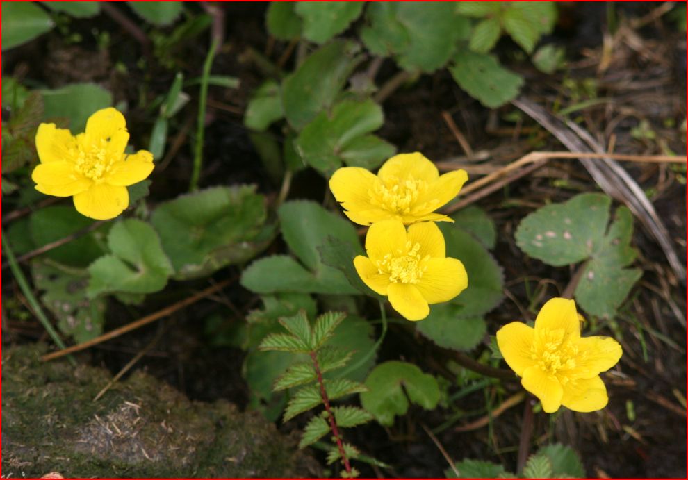 Islay Natural History Trust: King Cups or Marsh Marigolds (Caltha ...