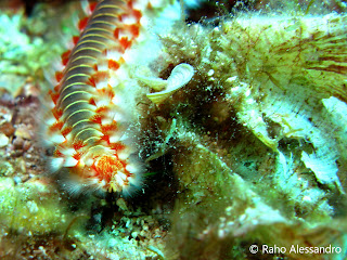 Necton e Plancton: Vermi: Vermocane