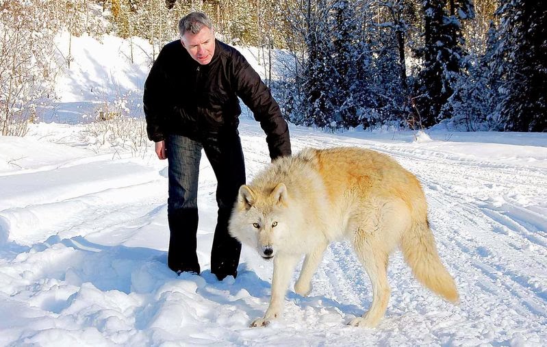 White Wolf : Walking with wolves: Getting close to nature in Golden, B ...