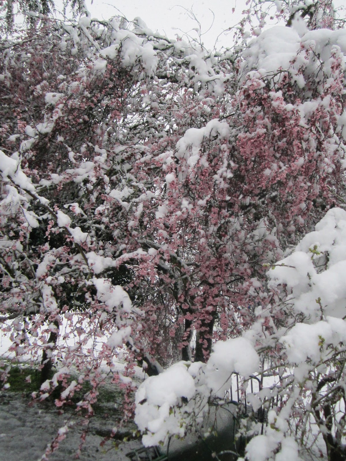 Home Living: First Day of Spring