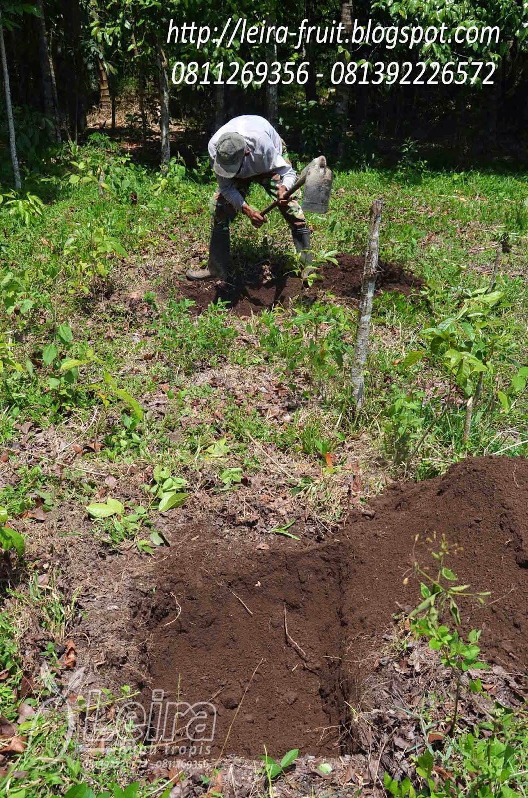 Lubang Tanam, Langkah Awal Yang Sangat Menentukan ~ Leira Buah Tropis