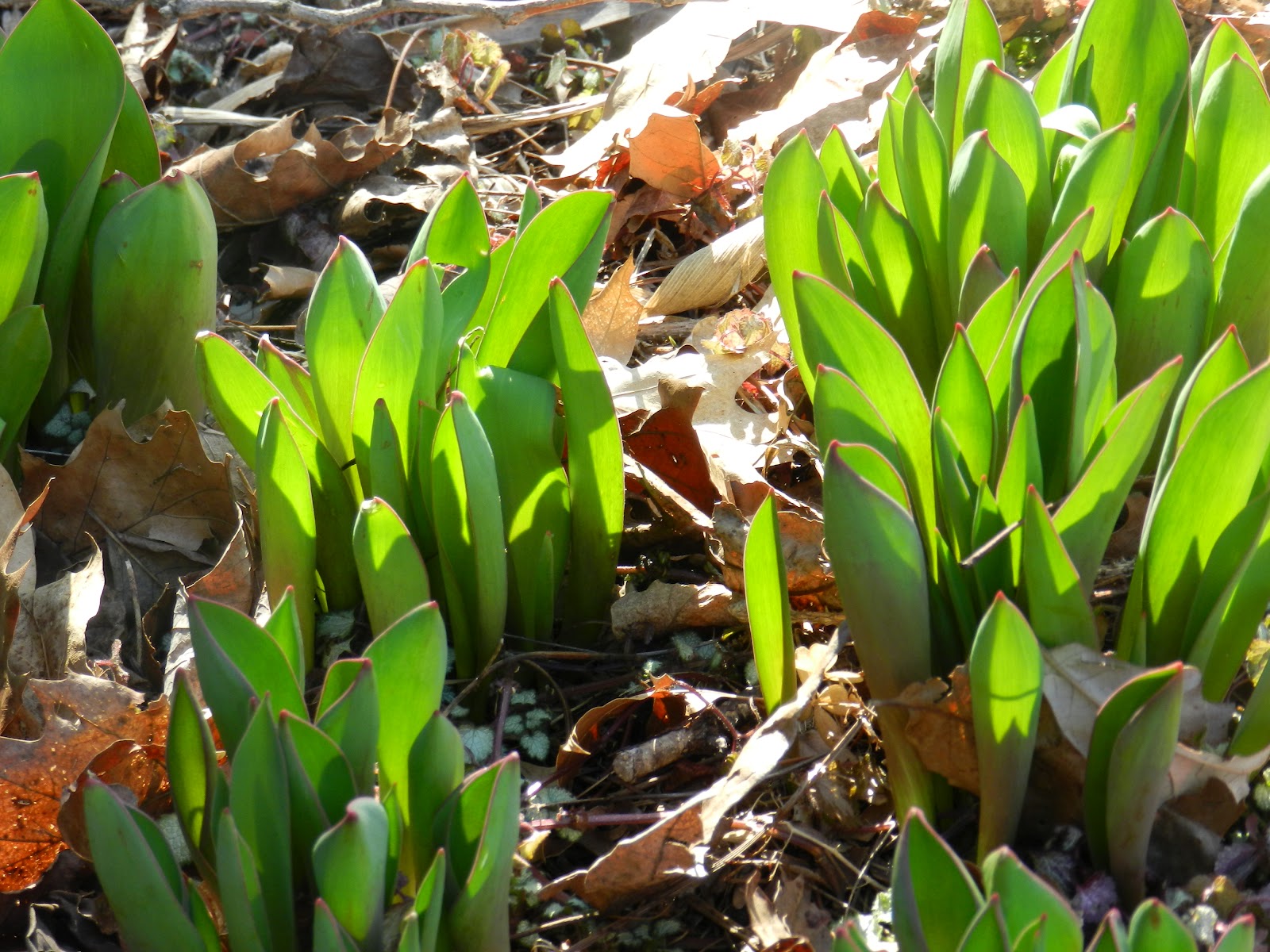 Prairie Rose's Garden: March Bloom Day: An Early Spring