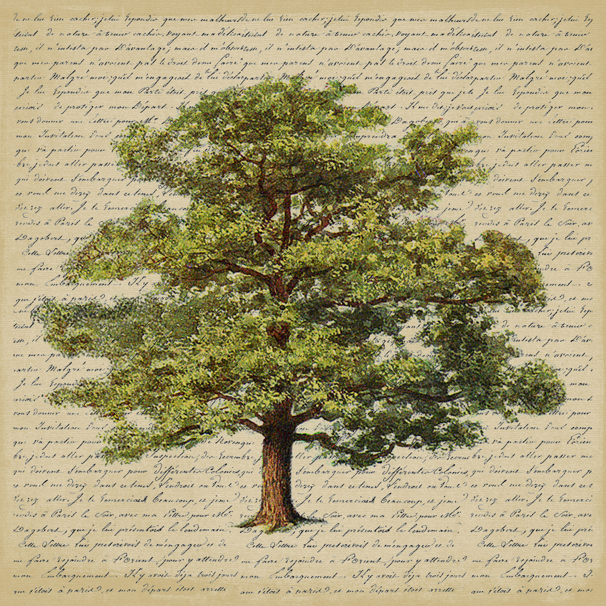 Shoregirl's Creations: Father's Day - Trees