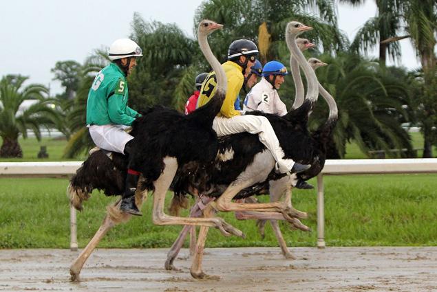 Economic Freedom: Race your ostrich in New Orleans