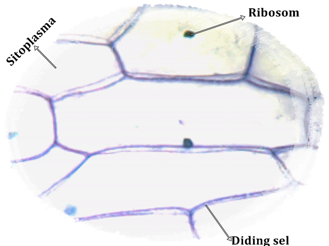 IrfanFitrah.blogspot: LAPORAN PRAKTIKUM BIOLOGI TENTANG SEL PADA BAWANG ...