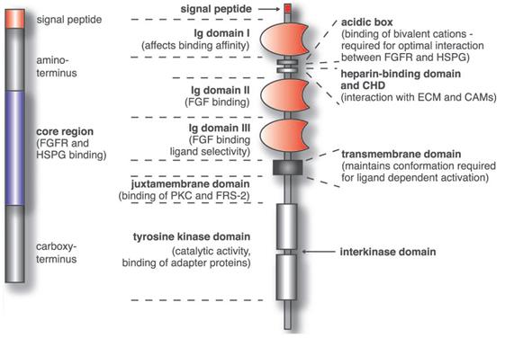 Role of Fibroblast growth factor (FGF) in neural stem cell growth ...