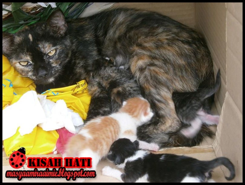 Kuncing haiwan pembawa rezeki .... | Dunia Masya