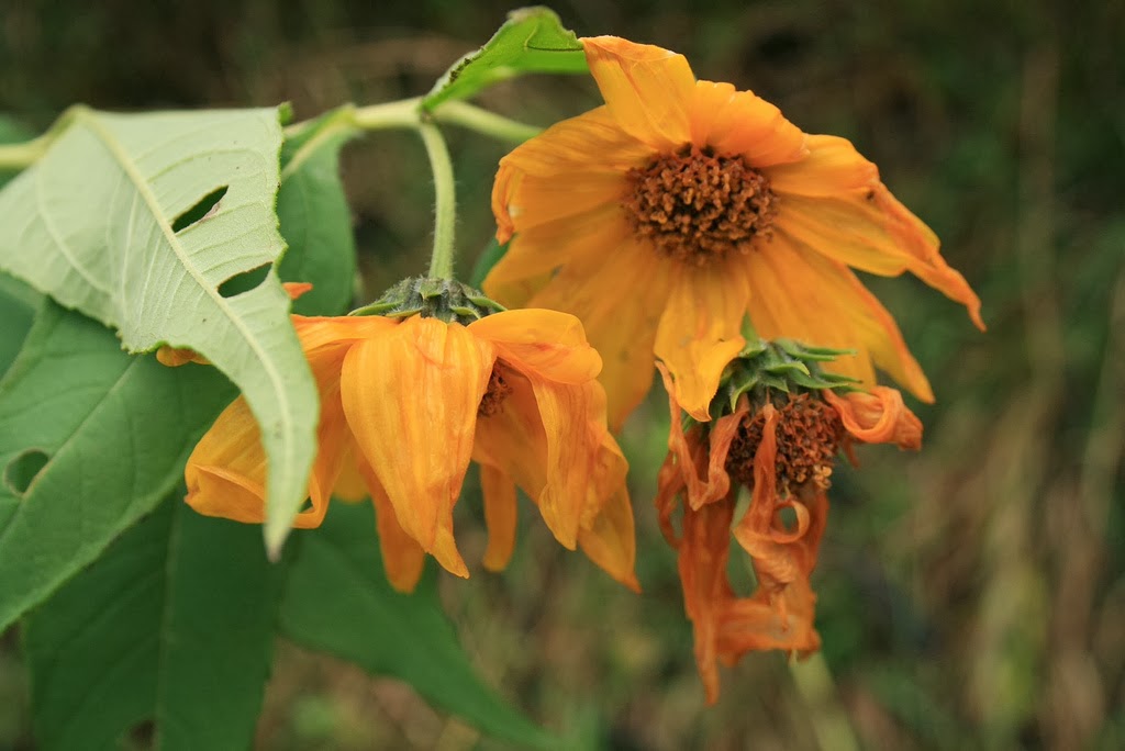 Refine Me: The Flower Fades