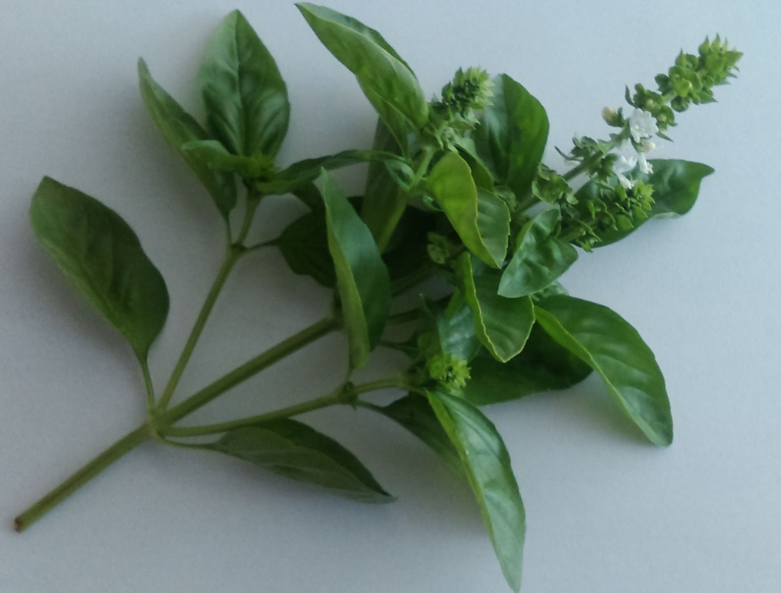 Basil: The Ultimate Guide