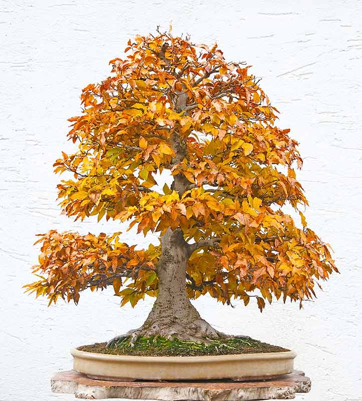 Walter Pall Bonsai Adventures: Japanese beech #2