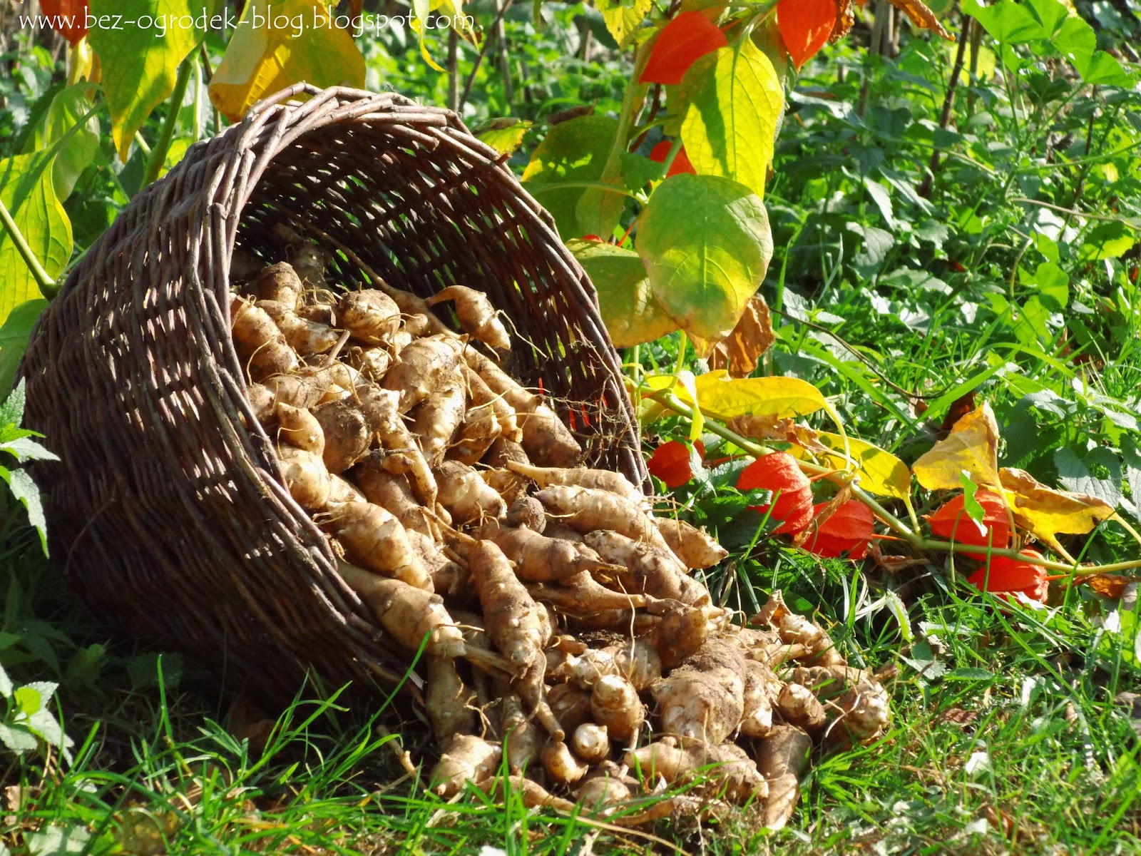 Szalony Ogródek: topinambur i jego sekrety | BEZ OGRÓDEK | blog ogrodniczy