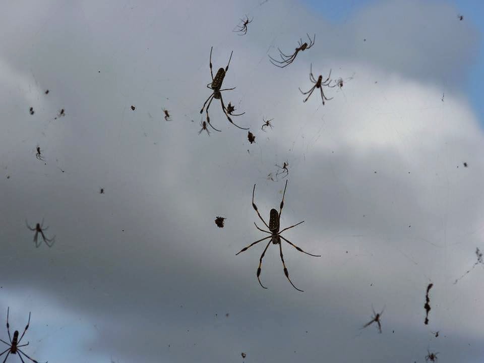 Science and knowledge: It’s Raining Spiders in Brazil