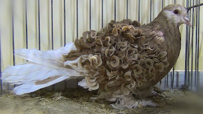 POMBO-CACHEADO (frillbacks)