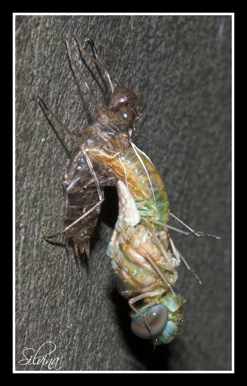 Mis Fotografias: El nacimiento de la libélula