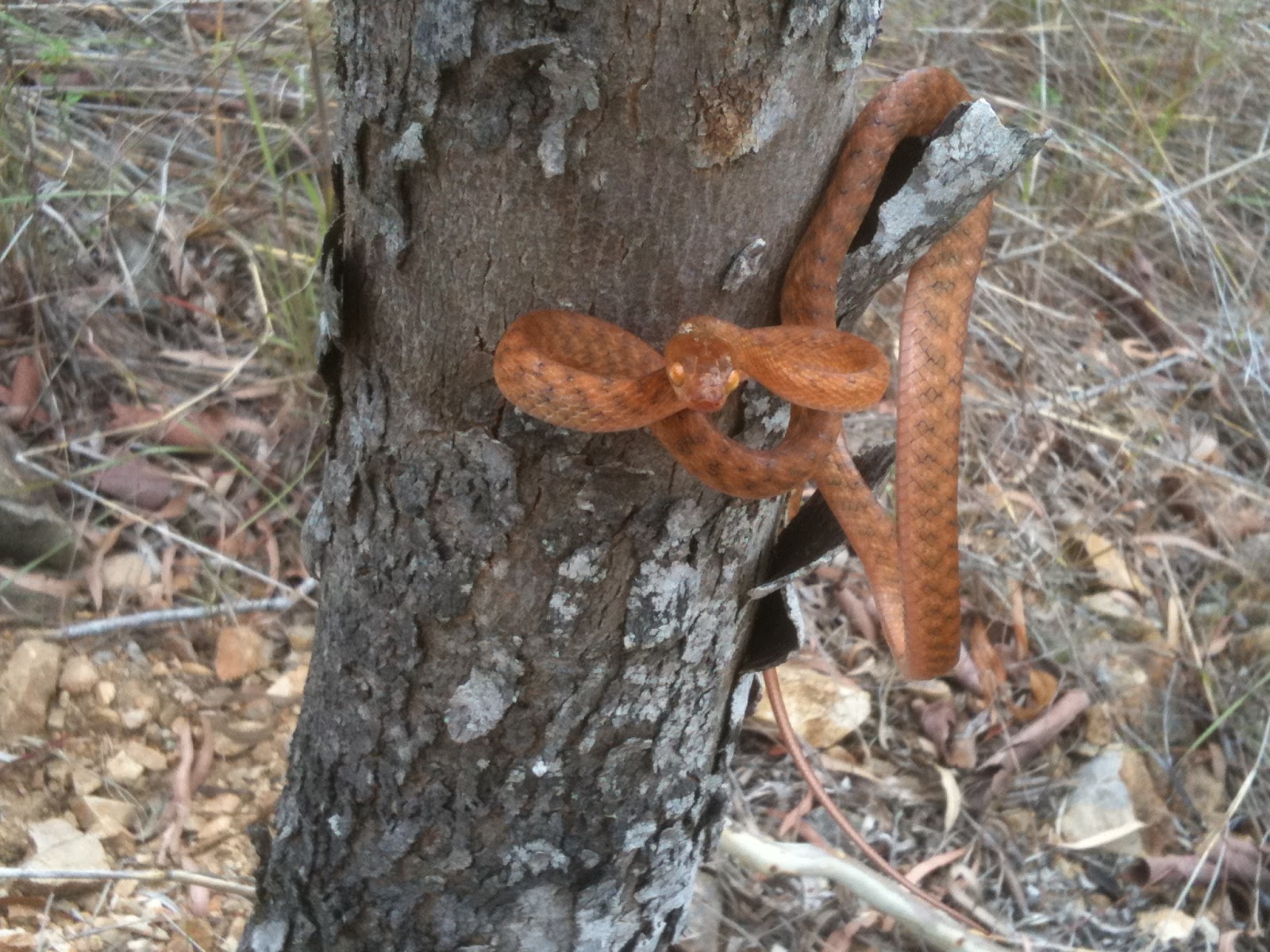 True Blue Reptiles: Brown Tree Snakes in Guam: a place for everything ...