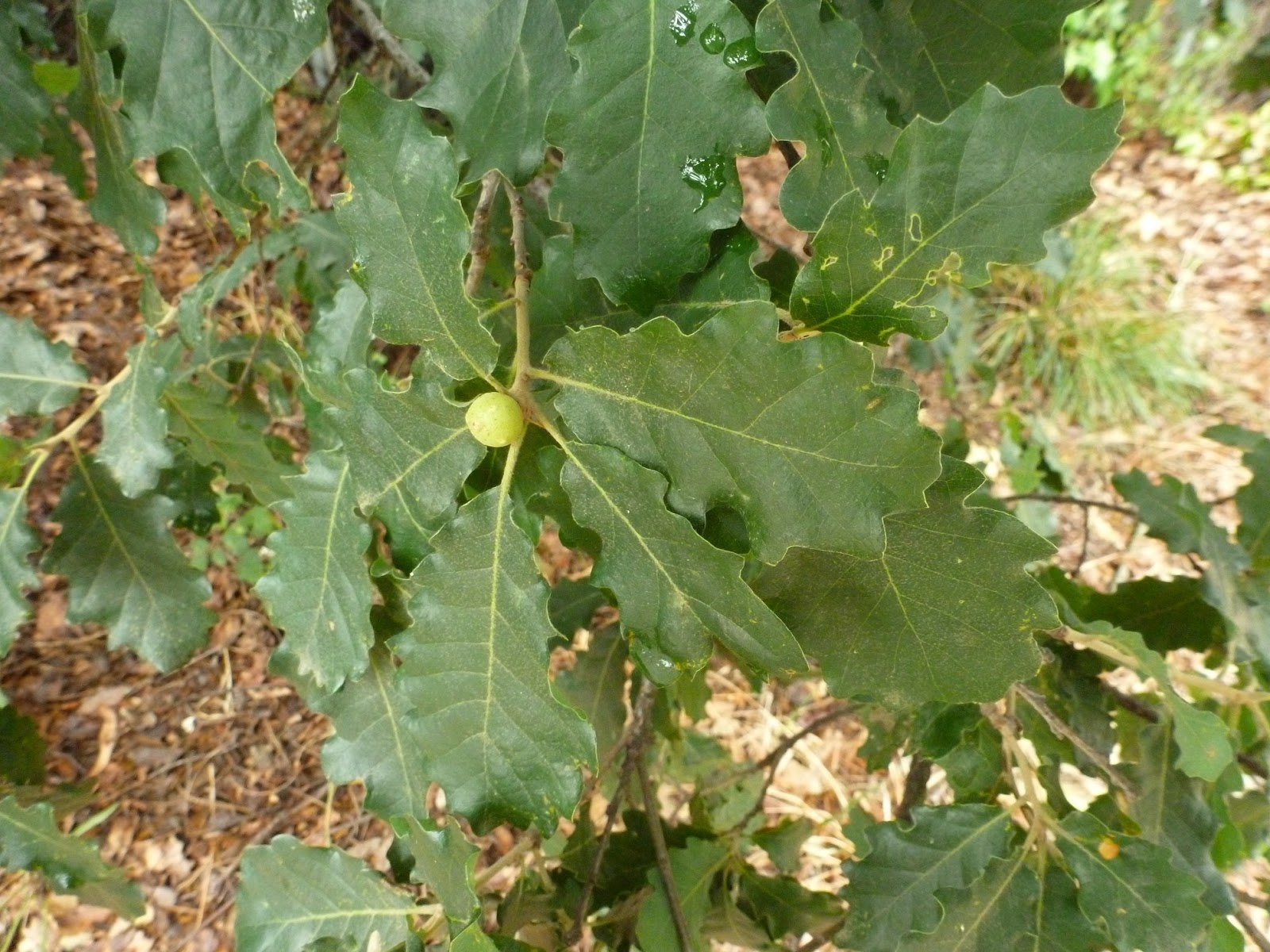 Árboles con alma: Roble pubescente. Roure Martinenc. (Quercus humilis)