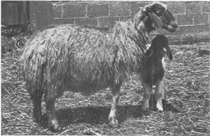 Awassi Sheep - Awassi Fat Tail Sheep Breeder: November 2011