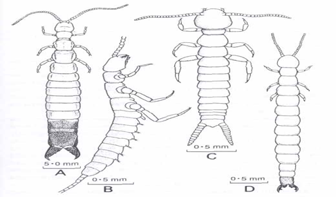 PLANT HOSPITAL: insecta : PROTURA