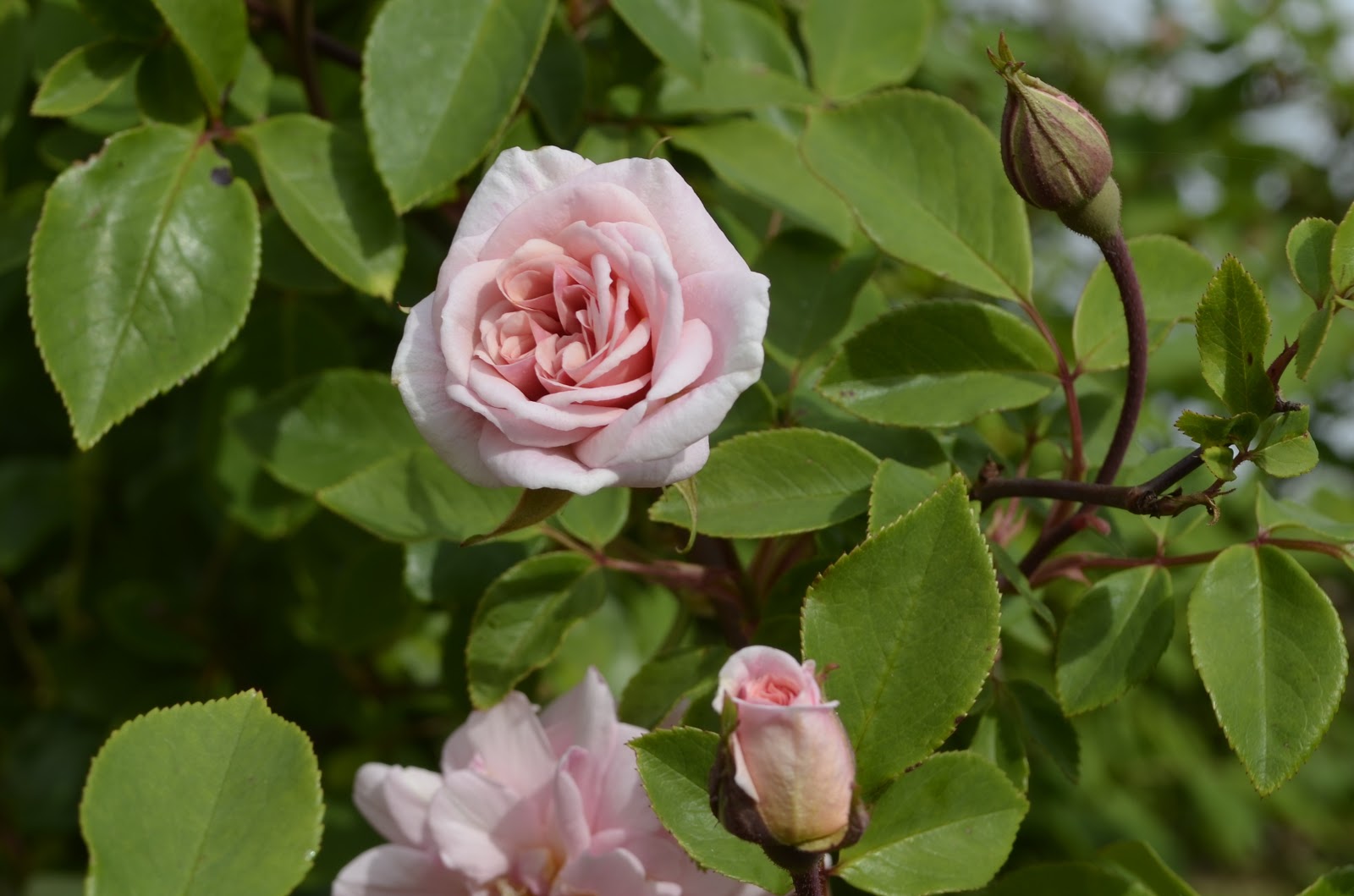"Eurimbla" Roses: Back to my own weed-filled garden...