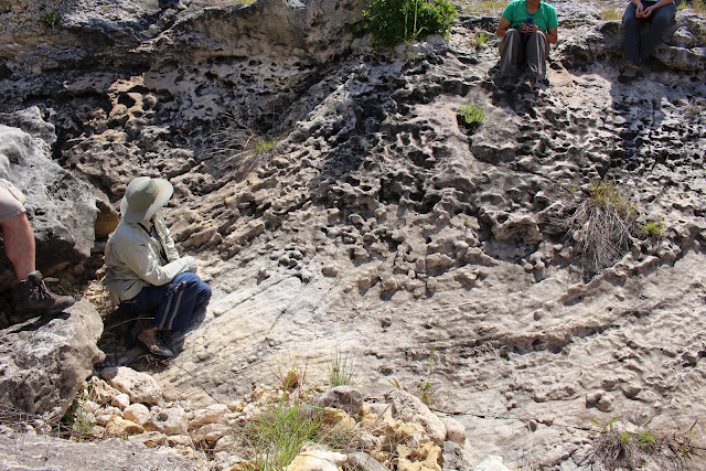 Finding Fossils...: Fossil Reefs around Austin
