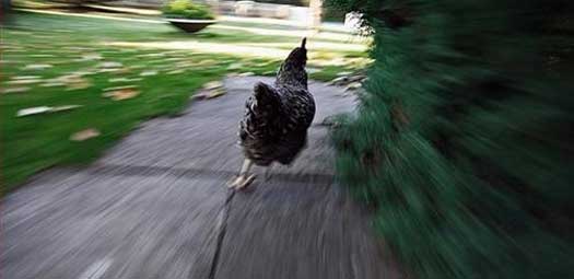 EYE heart: Earth Mama