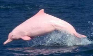 Trabajos de la naturaleza: Delfín Rosado