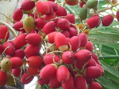 Manfaat dan Khasiat Buah Pinang Untuk Kesehatan ~ Permathic Blog