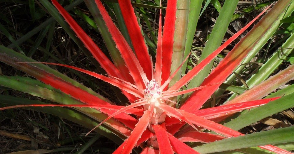Crónicas de la Tierra sin Mal : La leyenda del caraguatá