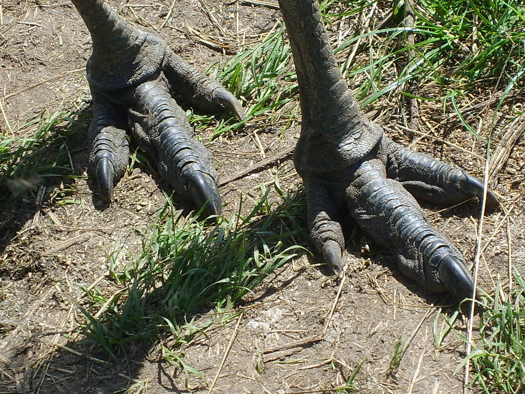 Real Monstrosities: The Dino's Toes