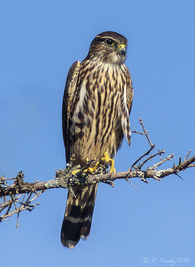 South Shore Birder: Merlin - Adult and Juvenile