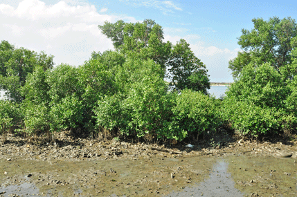 Likasyaman: Navotas Marine Tree Park