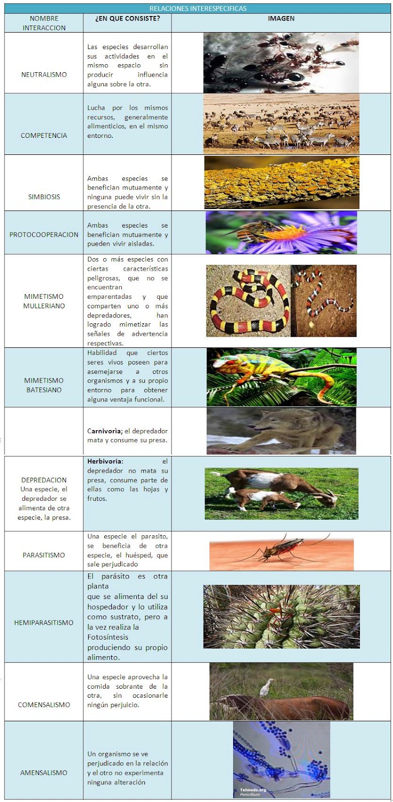 ECOLOGIA: "Interacciones que determinan la distribuciòn y Abundancia de ...