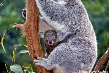 Koala - أنترفيو مع الكوالا - سلسلة تعرف - T.Rex Magazine