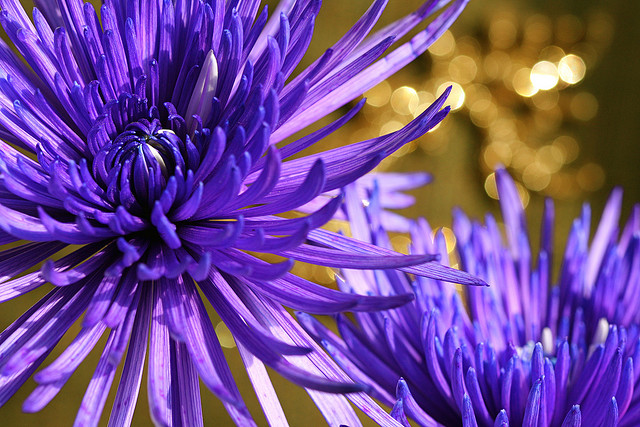 blossoms: Chrysanthemum (fuji mum)