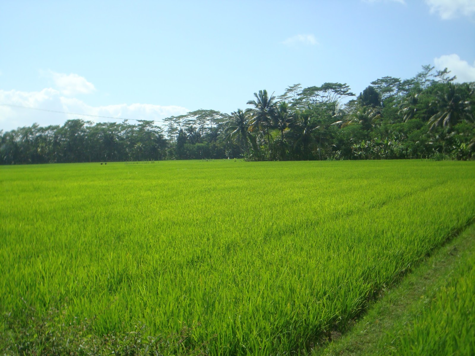 Potensi Daerah ~ KELURAHAN PALUR